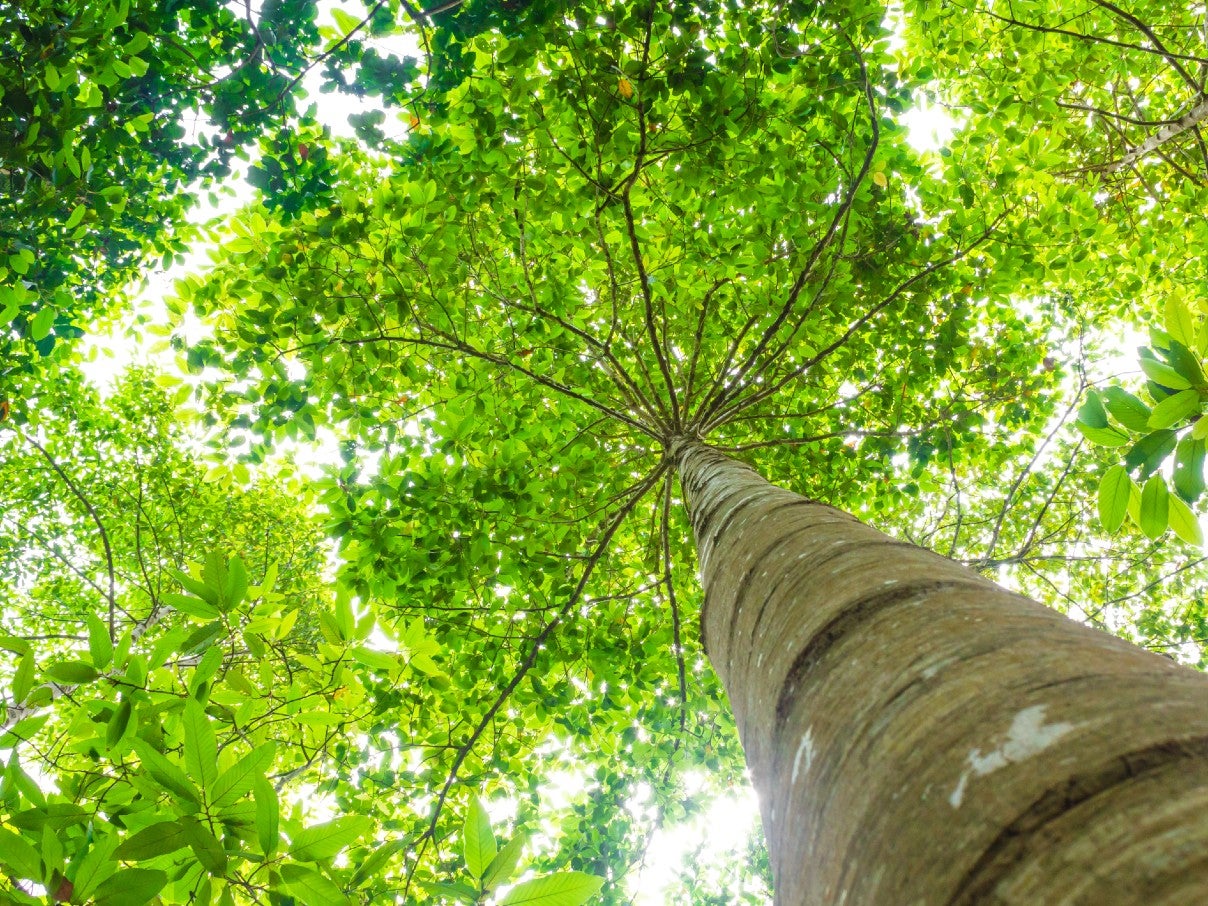 Guide to carbon offsetting